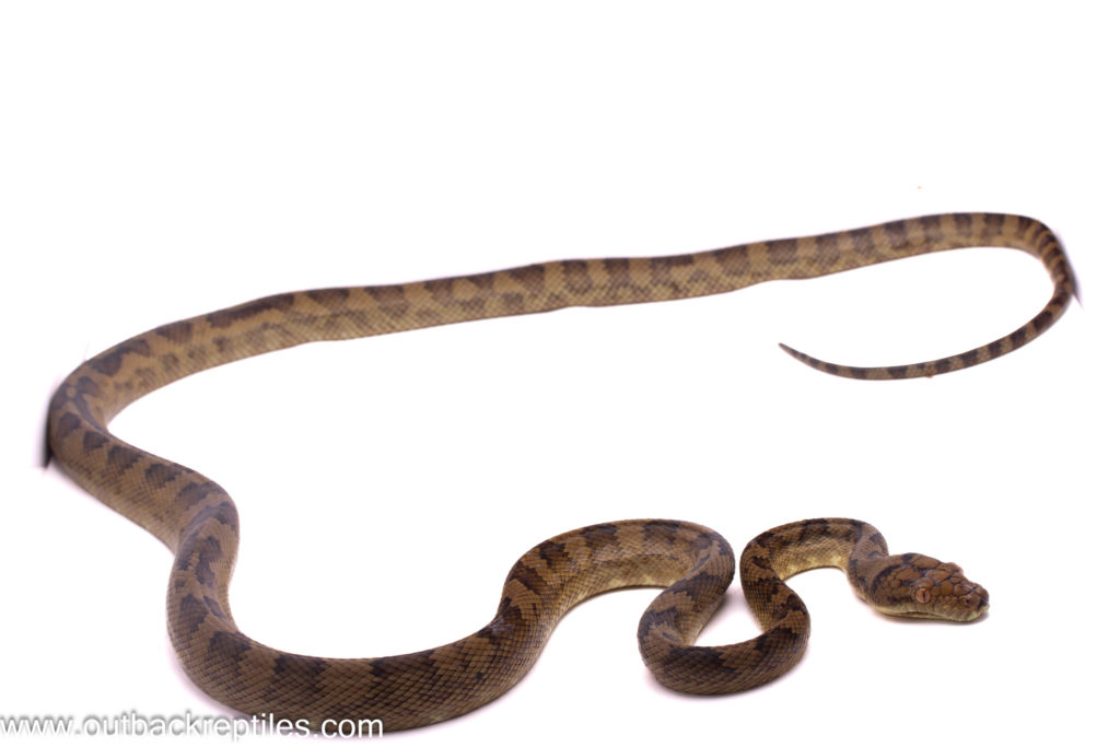 Halmahera (Tracyae) Scrub Python- Female | Outback Reptiles