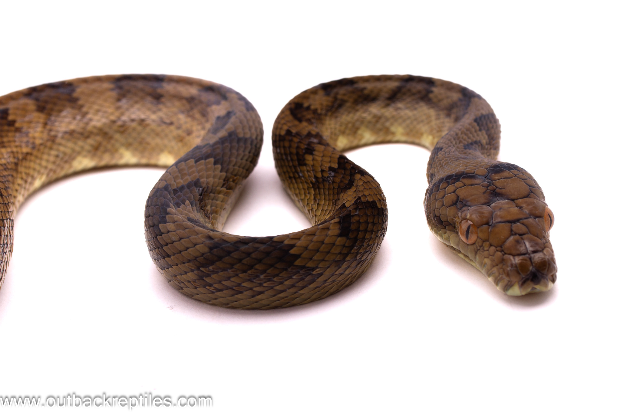 Halmahera (Tracyae) Scrub Python- Female | Outback Reptiles