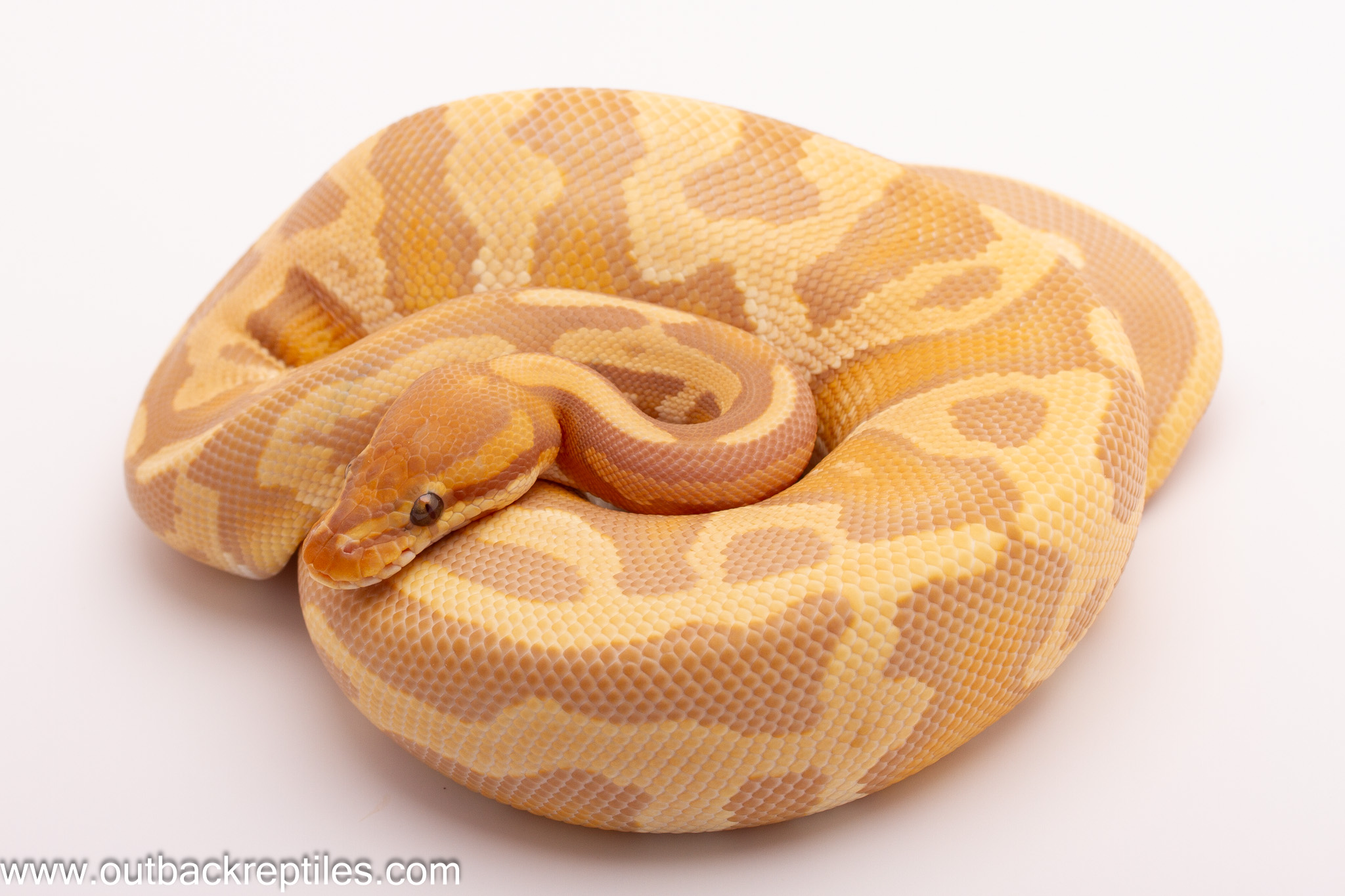 2025 Ultramel Leopard Mojave Het. Cryptic- Male | Outback Reptiles
