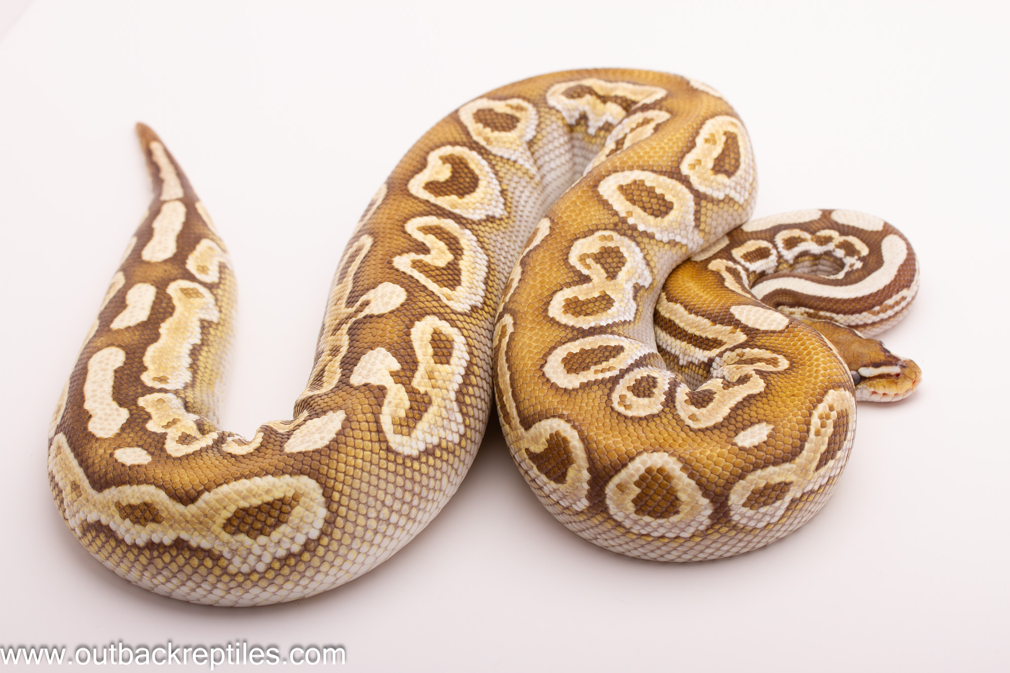 Butter Het.Ultramel- Female | Outback Reptiles
