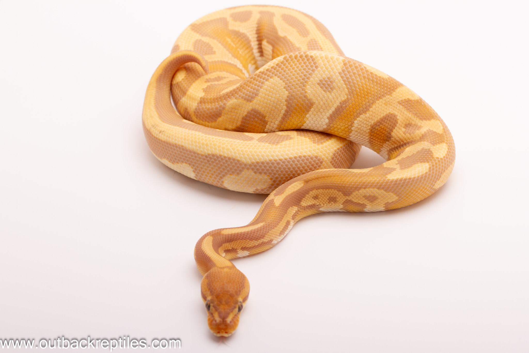 2025 Ultramel Leopard Mojave Het. Cryptic- Male | Outback Reptiles
