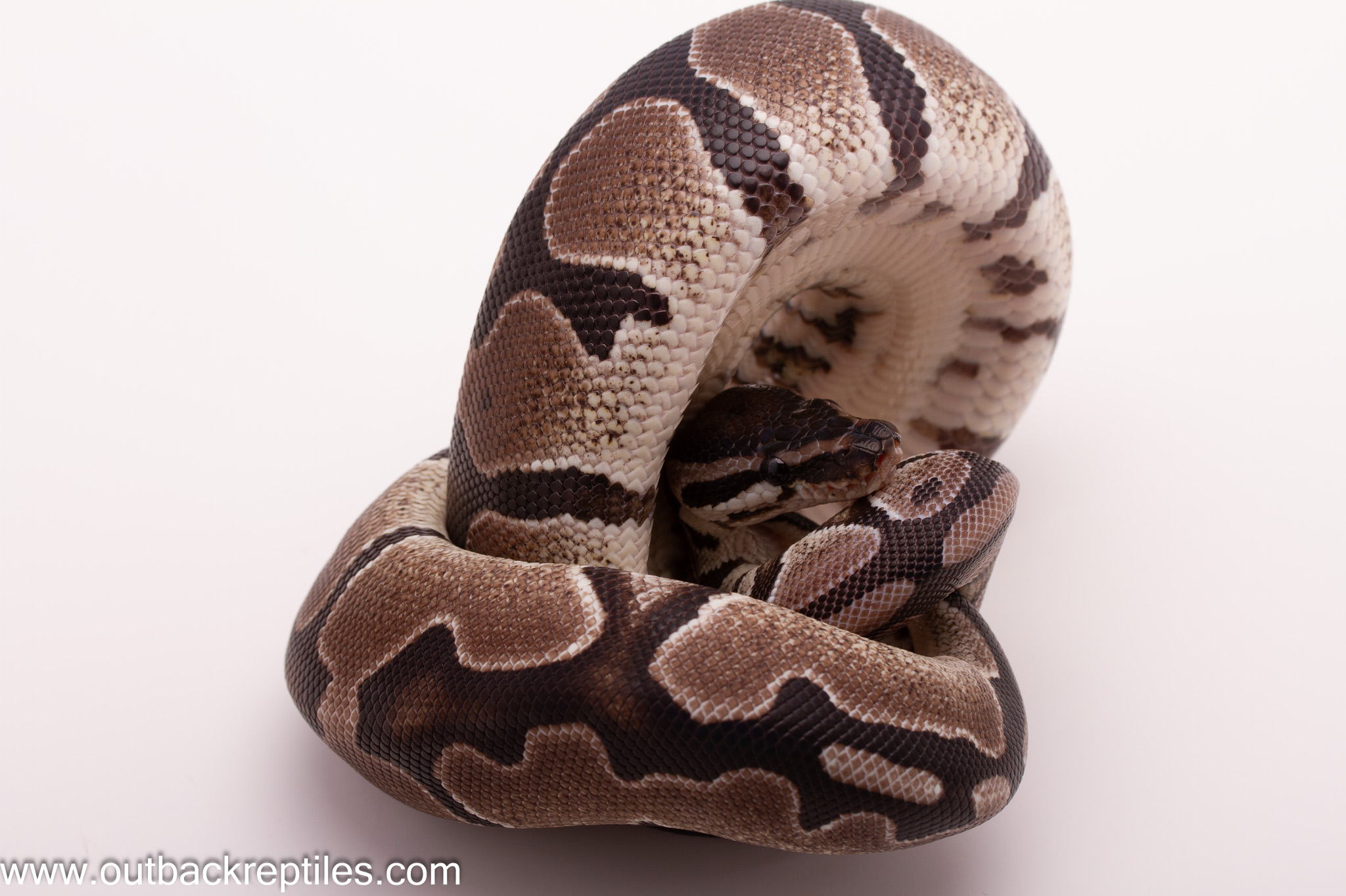 2025 VPI Axanthic Het. Pied- Female | Outback Reptiles