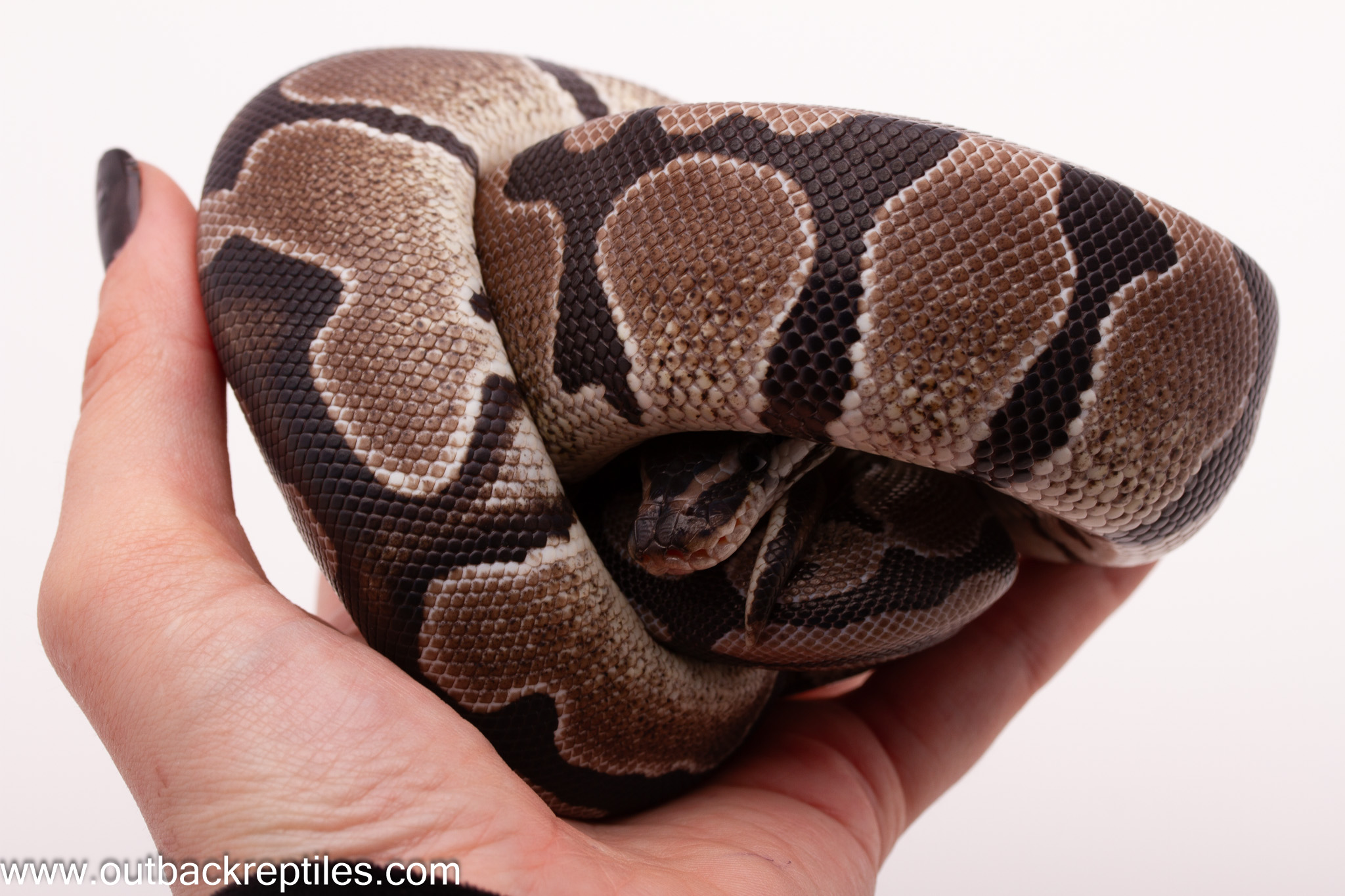 2025 VPI Axanthic Het. Pied- Female | Outback Reptiles