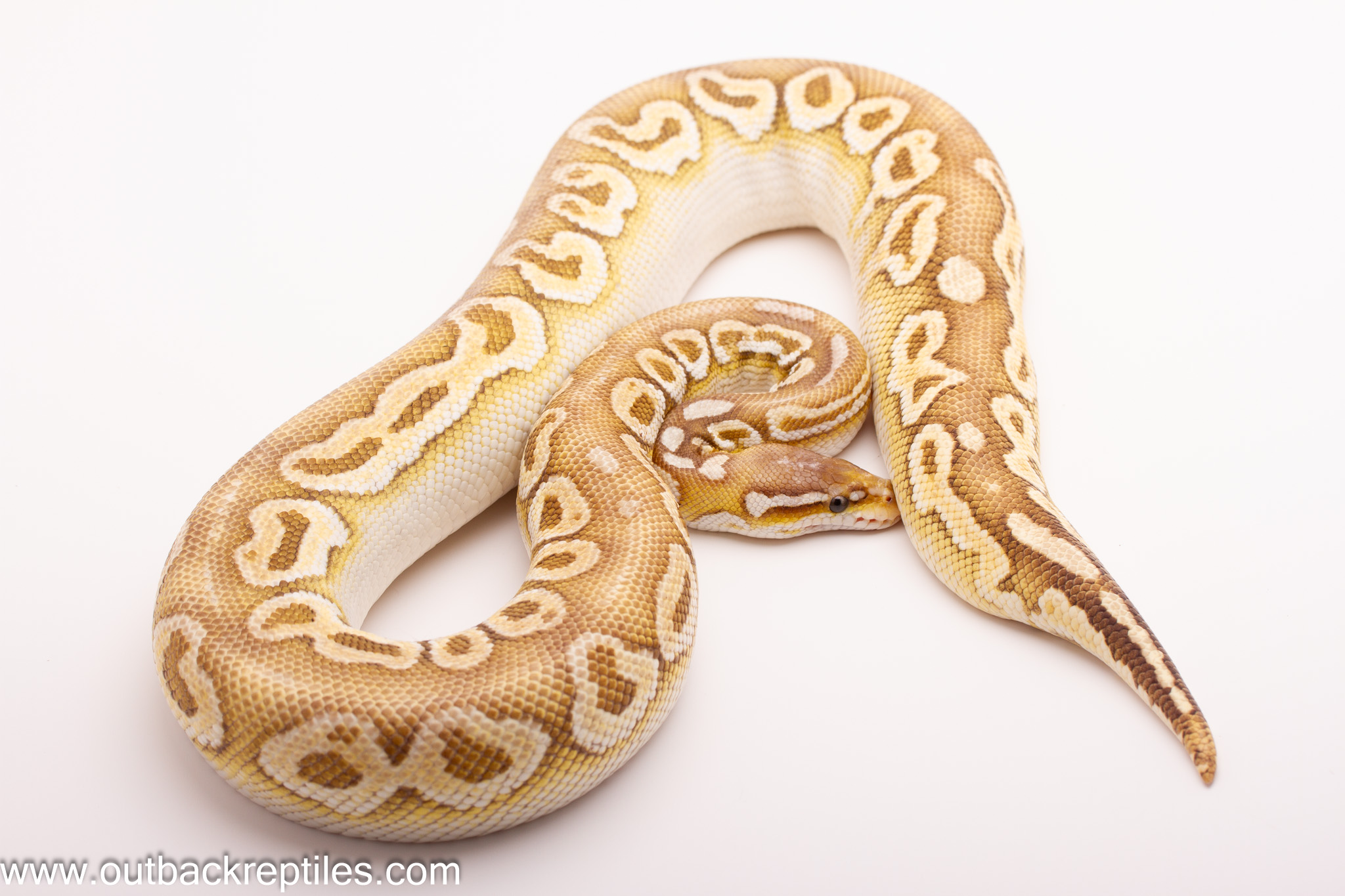Pastel Butter Het.Ultramel- Female | Outback Reptiles