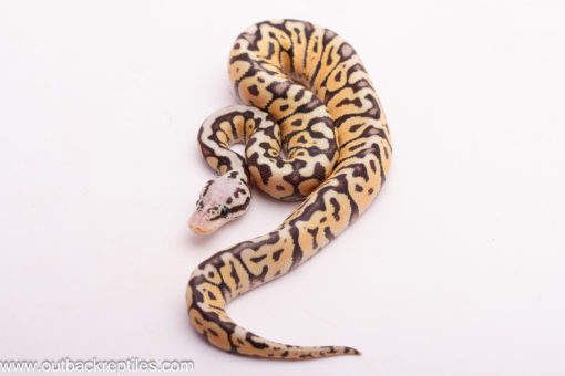 2025 Super Pastel Spotnose Het. Hypo Het.Clown Ball Python- Female ...