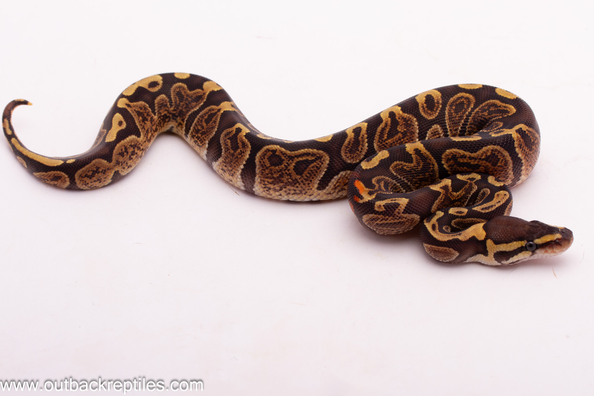 2025 GHI Paradox Het.Pied Ball Python- Female | Outback Reptiles
