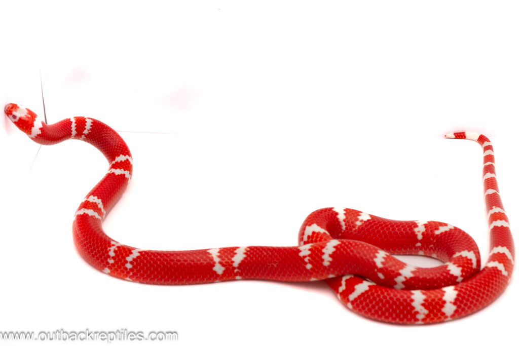 Extreme Red Bi-Color Honduran Milk Snake – Male | Outback Reptiles