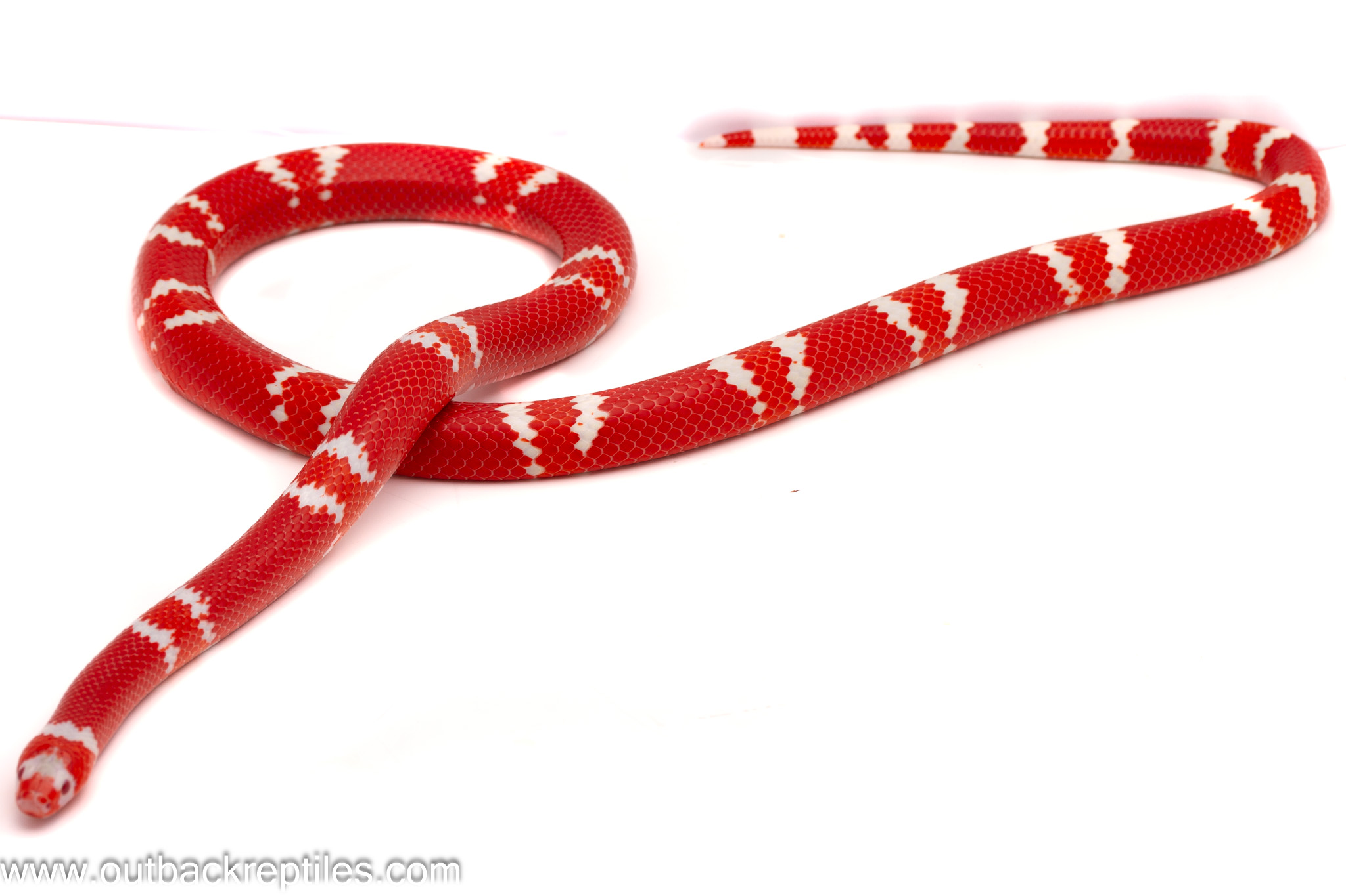 Extreme Red Bi-Color Honduran Milk Snake – Male | Outback Reptiles