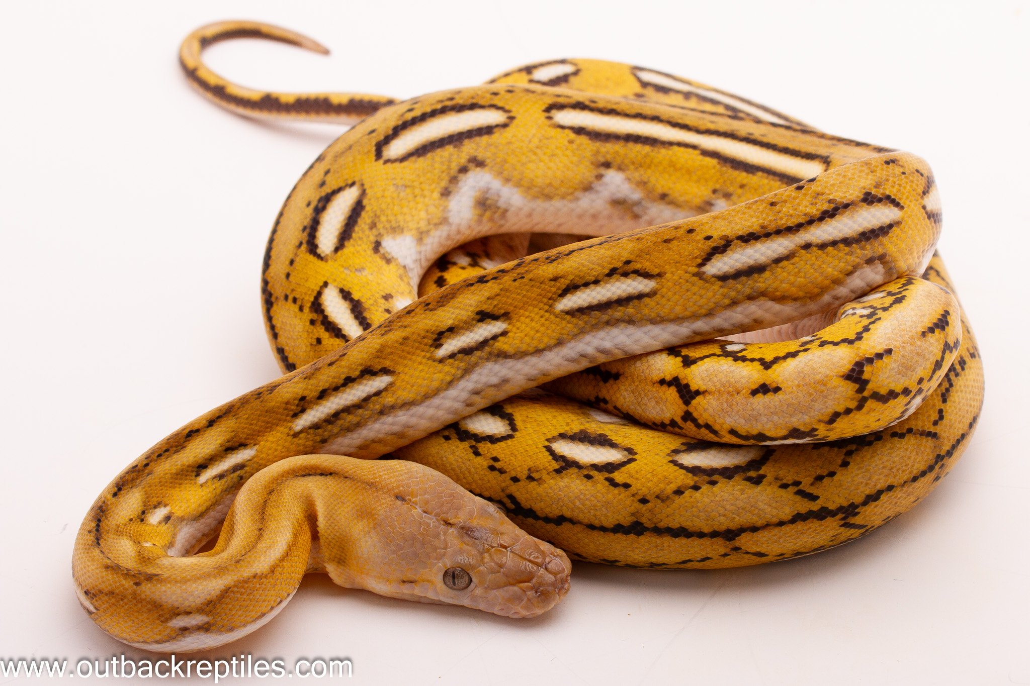 Tiger Phantom Het Anery Reticulated Python – Female | Outback Reptiles
