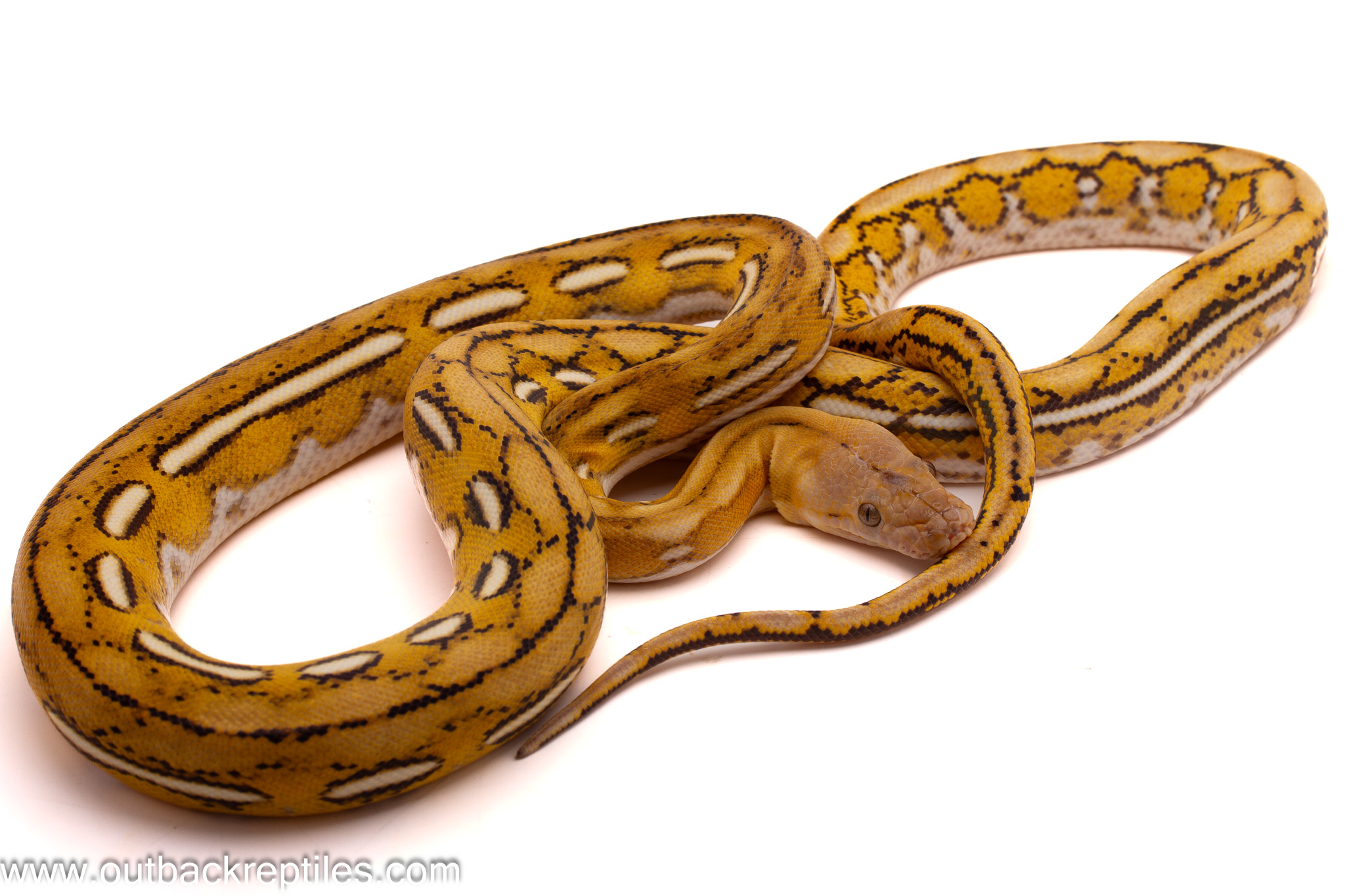 Tiger Phantom Het Anery Reticulated Python – Female | Outback Reptiles