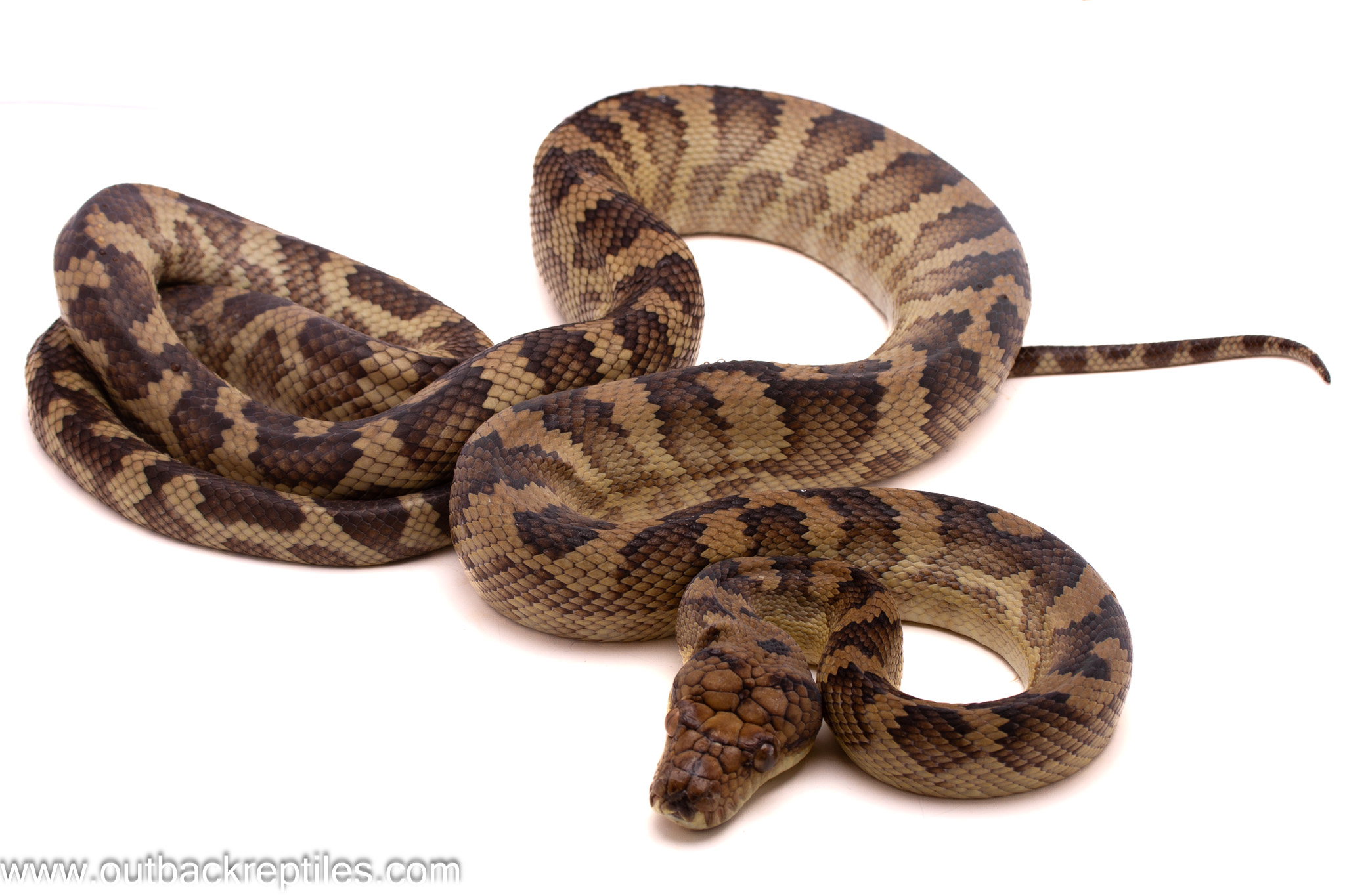 Halmahera Scrub Python (Simalia Tracyae) – Pair | Outback Reptiles