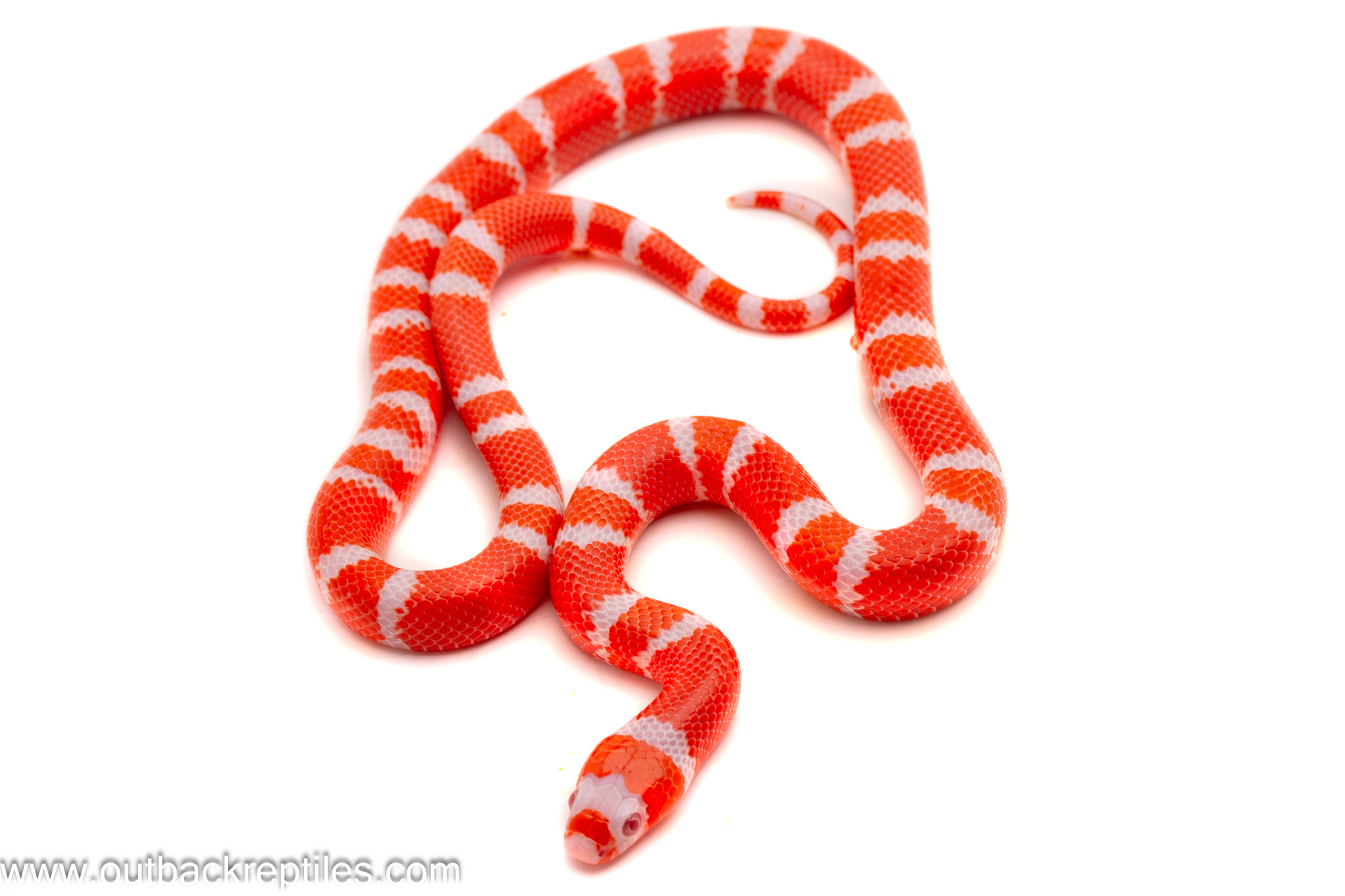 Albino Tangerine Honduran Milk Snake – Male | Outback Reptiles