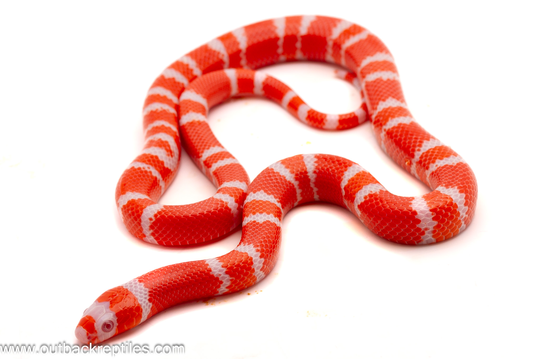 Albino Tangerine Honduran Milk Snake – Male | Outback Reptiles