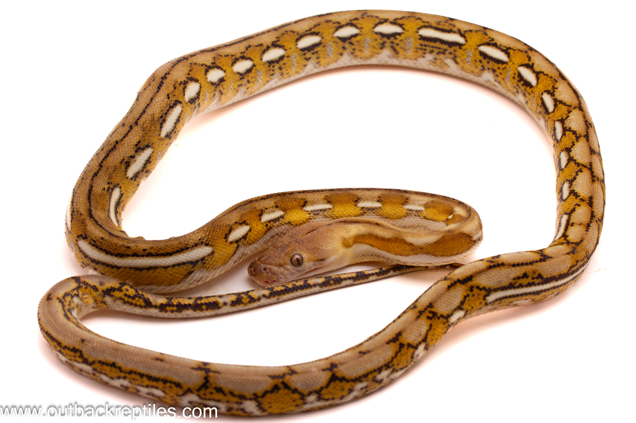 Tiger Phantom Het Anery Reticulated Python – Male | Outback Reptiles