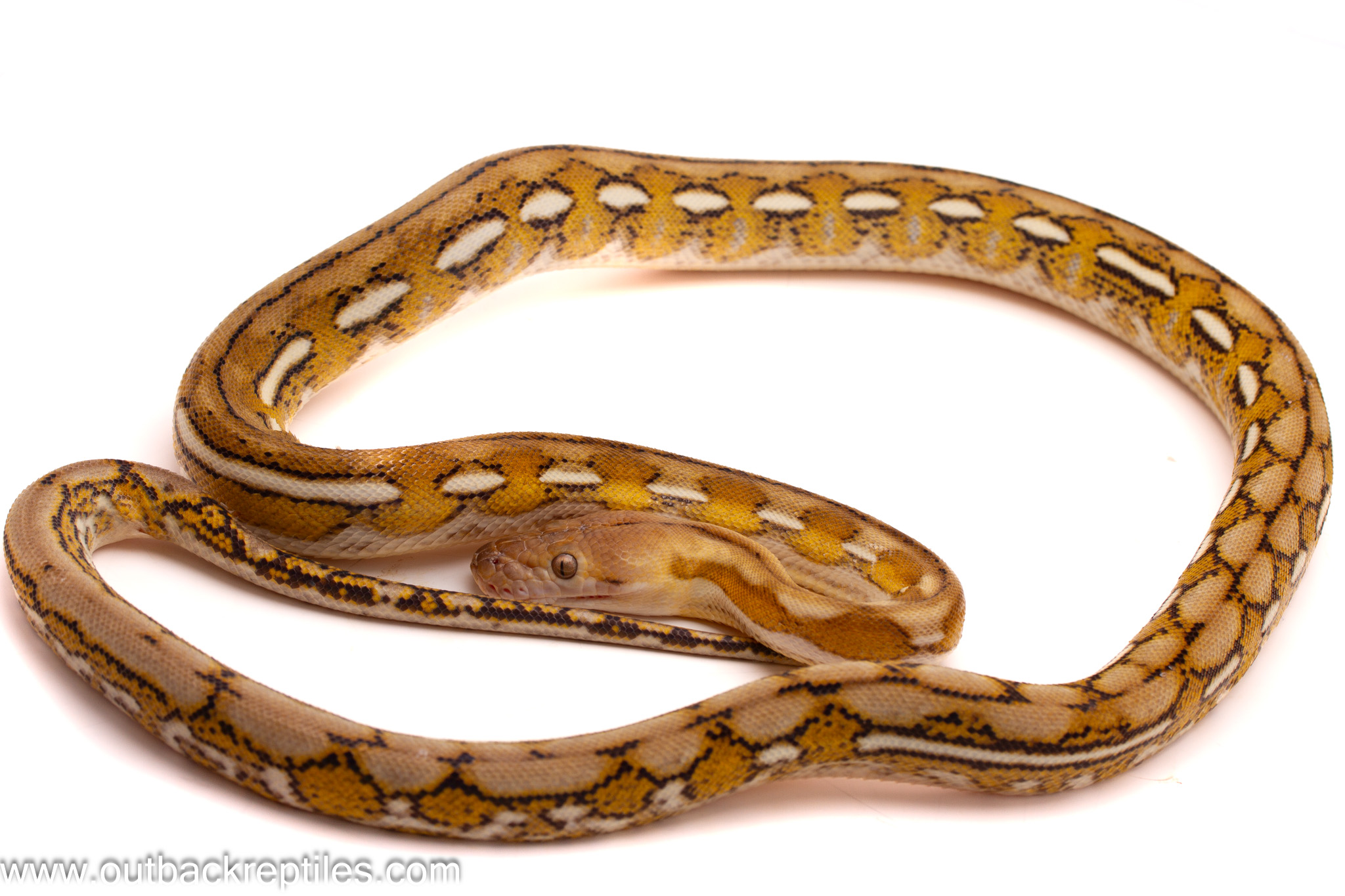 Tiger Phantom Het Anery Reticulated Python – Male | Outback Reptiles