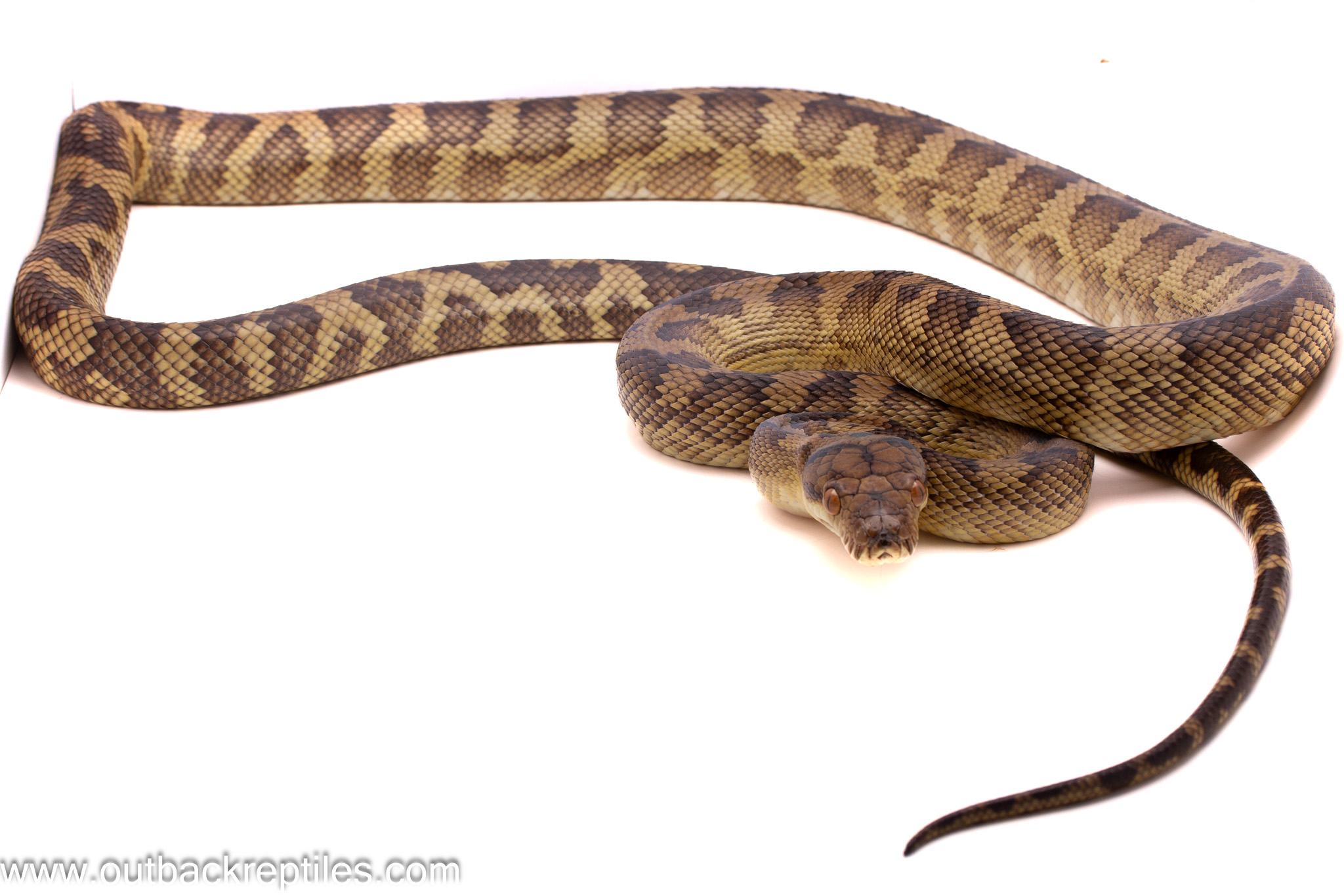 Halmahera Scrub Python (Simalia Tracyae) – Pair | Outback Reptiles
